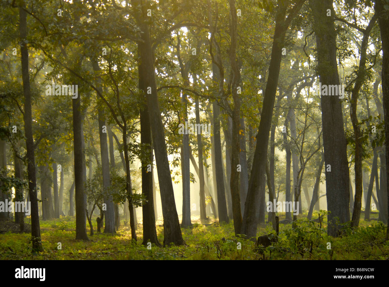 THOLPETTY WILDLIFE SANCTUARY IN WAYANAD KERALA Stock Photo - Alamy