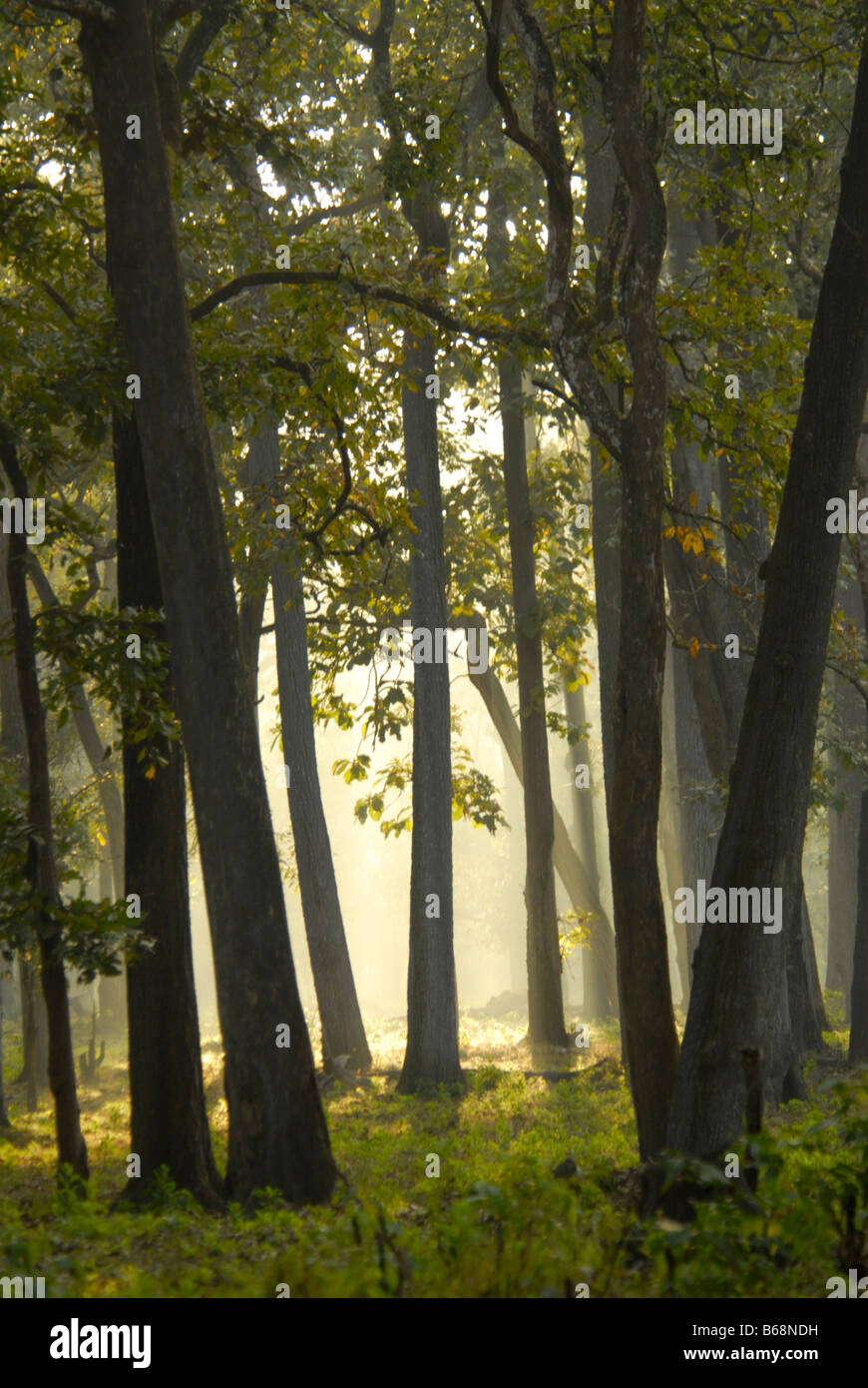 Tholpetty wildlife sanctuary hi-res stock photography and images - Alamy