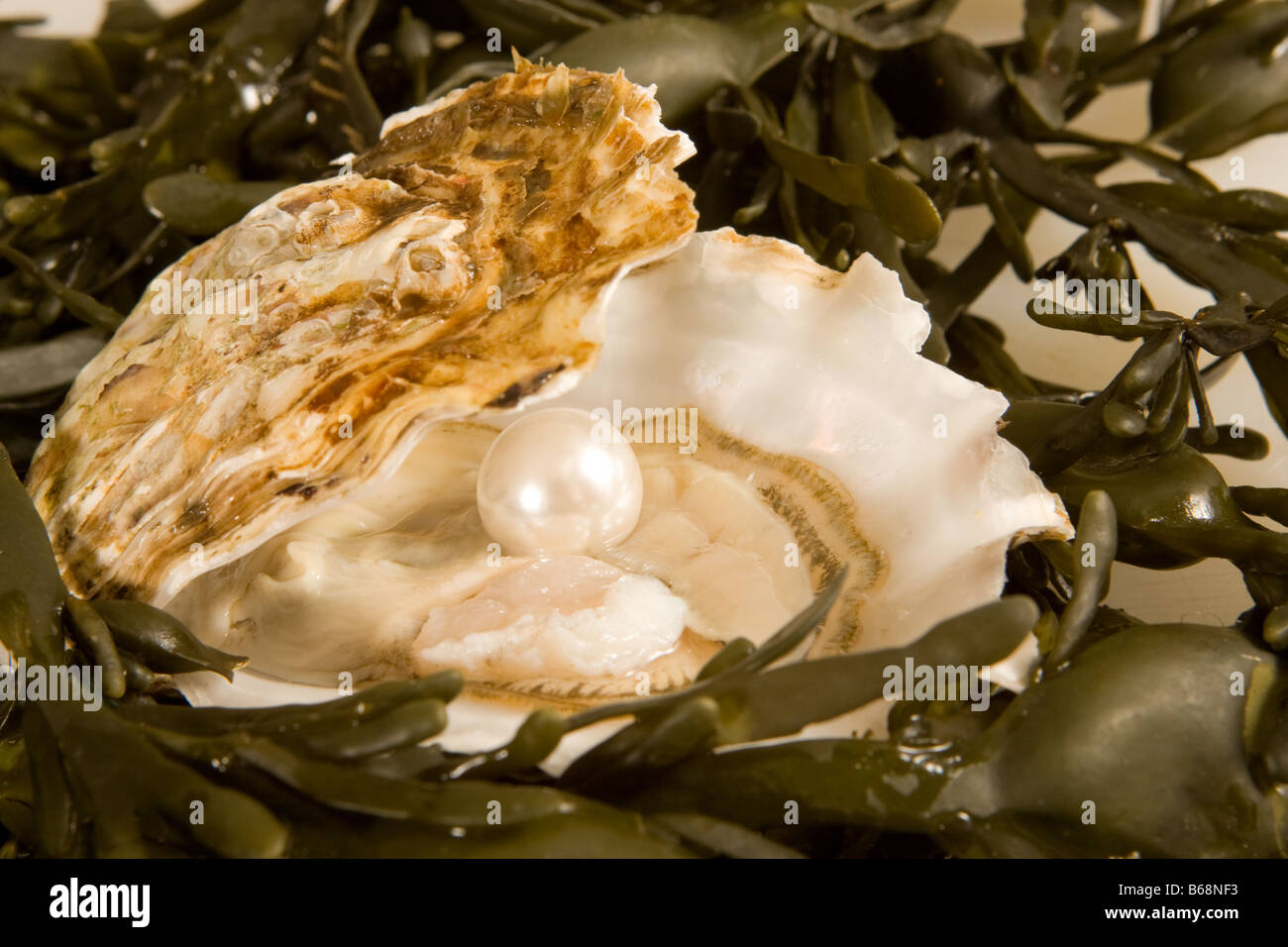 Pearl in oyster shell hi-res stock photography and images - Alamy