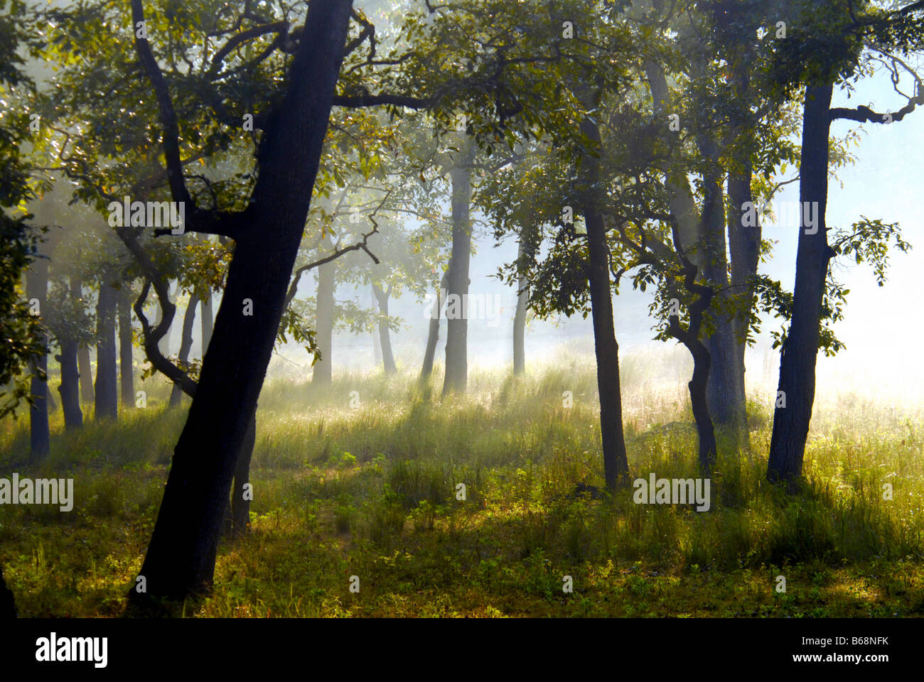 THOLPETTY WILDLIFE SANCTUARY IN WAYANAD KERALA Stock Photo - Alamy