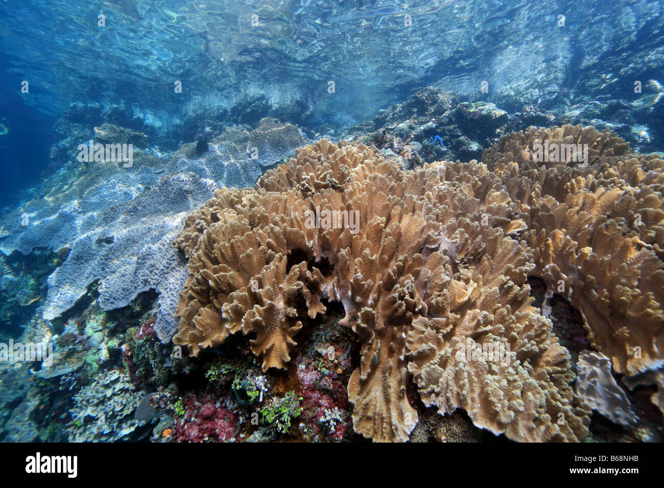 The shallow waters of the lembeh straits with the astonishing variety ...
