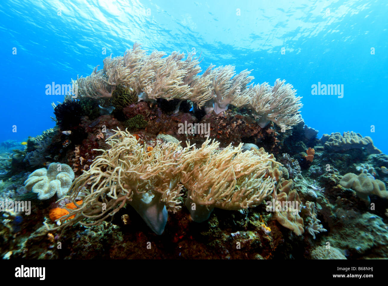 The shallow waters of the lembeh straits with the astonishing variety ...
