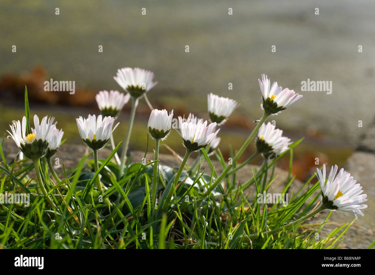 Petal fall hi-res stock photography and images - Alamy