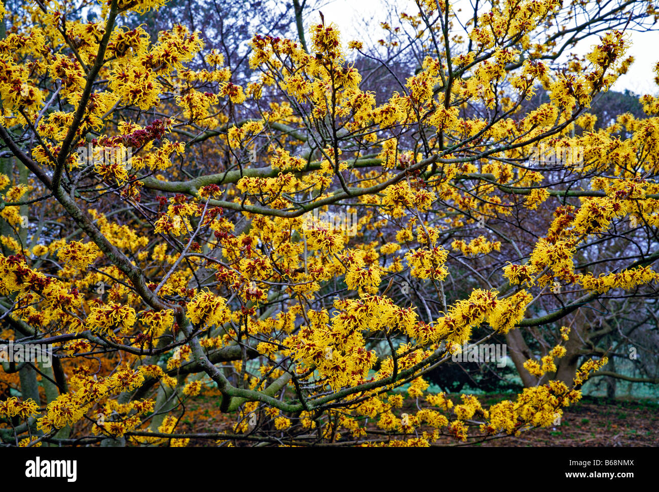 Hamamelis x intermedia H Mollis Stock Photo - Alamy