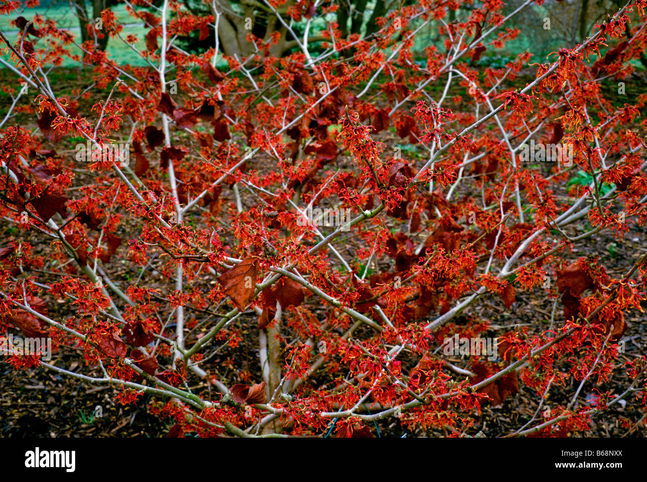 Hamamelis x intermedia Carmine Red Stock Photo - Alamy