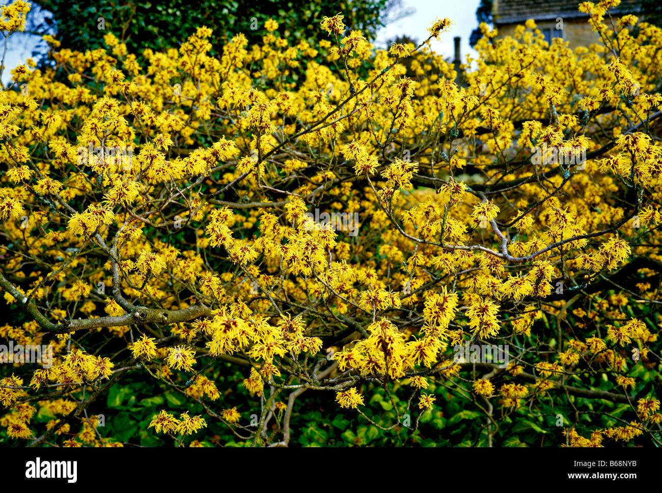 Hamamelis x intermedia pallida hi-res stock photography and images - Alamy