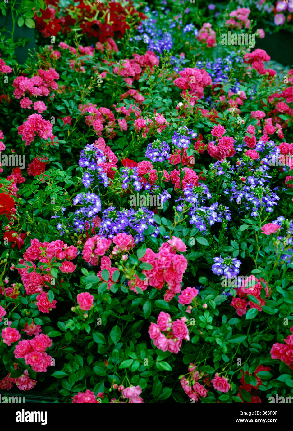 Detail of a colourful Rose border Stock Photo - Alamy
