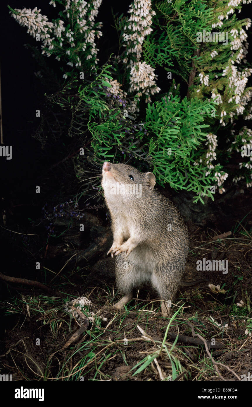 Southern Brown Bandicoot Isoodon obesulus Photographed in Tasmania ...