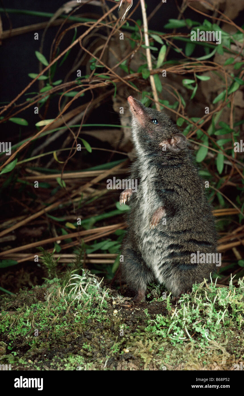 Dusky Antechinus Antechinus swainsonii Photographed in Tasmania ...