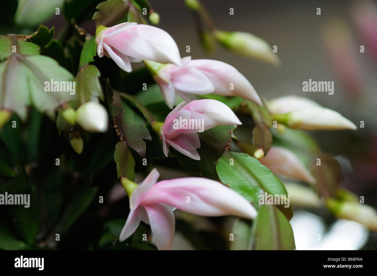 Christmas cactus hi-res stock photography and images - Alamy