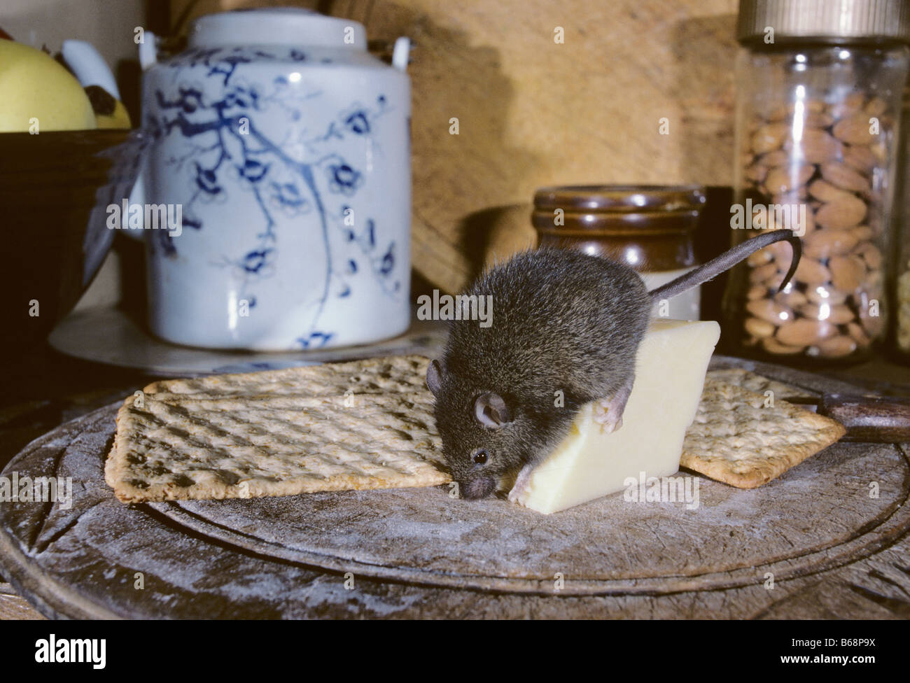 House Mouse Mus musculus Photographed in Tasmania Australia Stock Photo ...