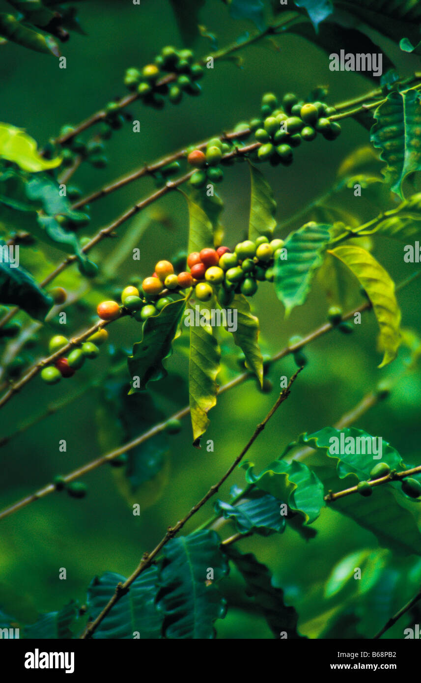 Coffee Coffea arabica Stock Photo - Alamy