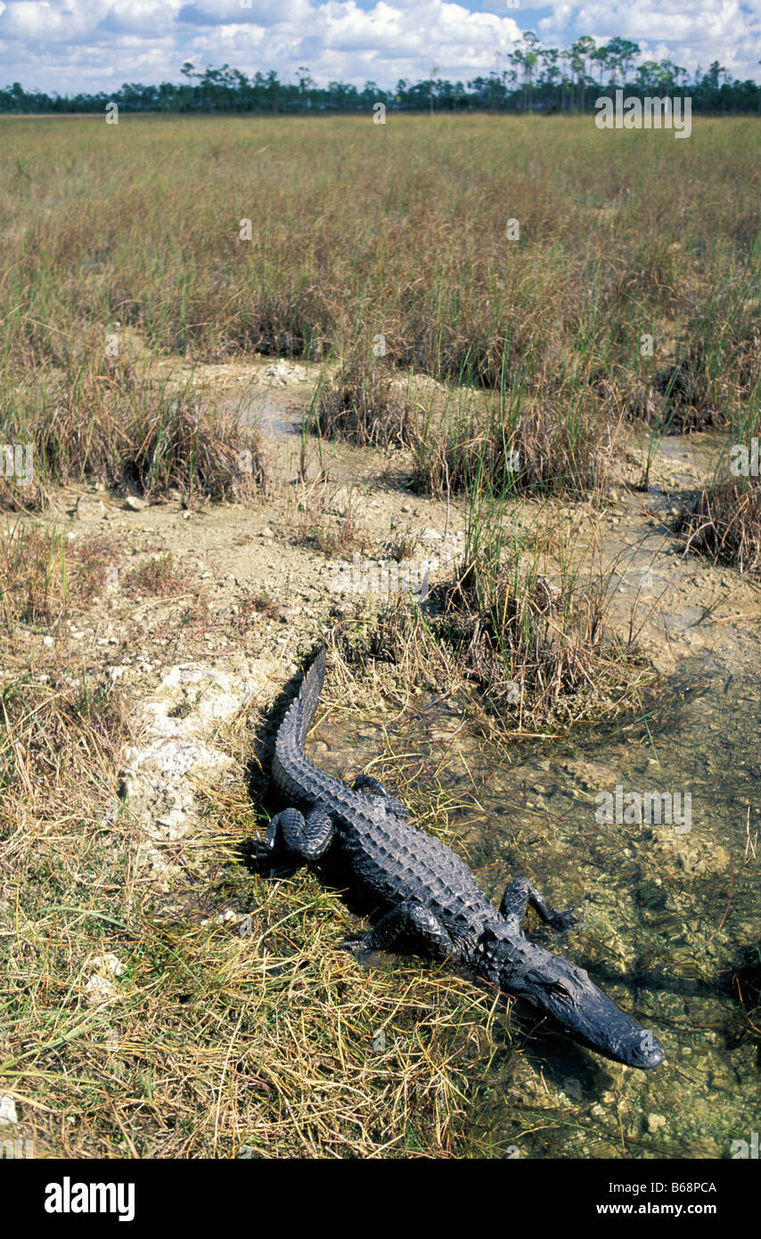 American alligator waits out dry season on saw grass prairie in ...