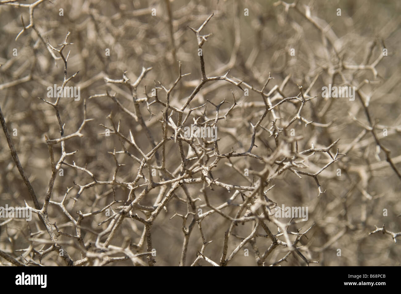 Close up abstract of dried bush suitable for background Stock Photo - Alamy