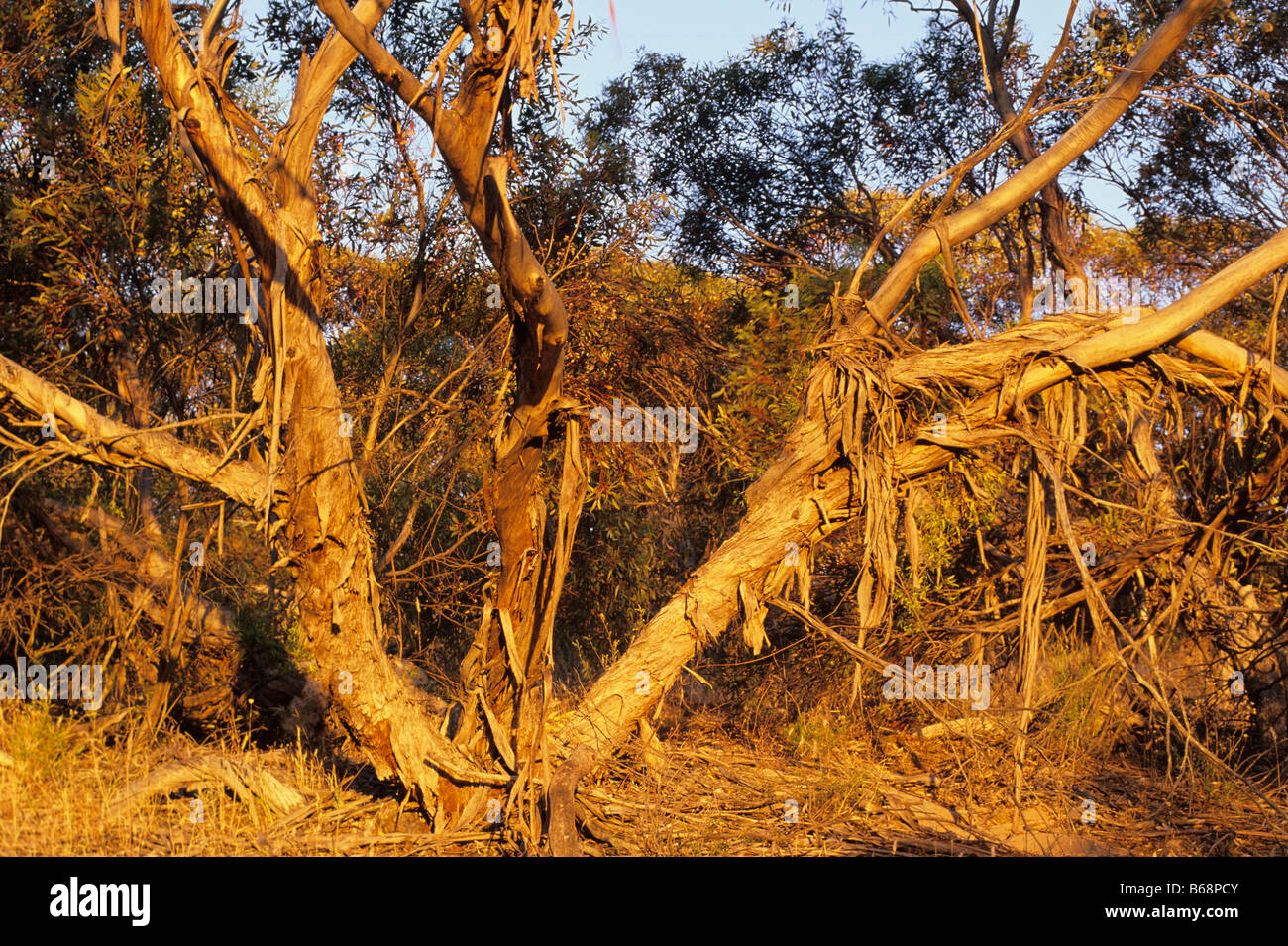Mallee tree eucalyptus dumosa photographed mallee victoria australia hi ...