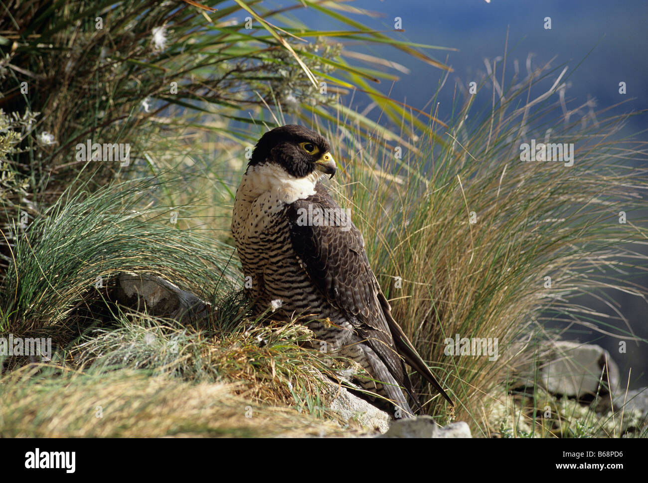 Peregrine Falcon Falco peregrinus Photographed in Tasmania Australia ...