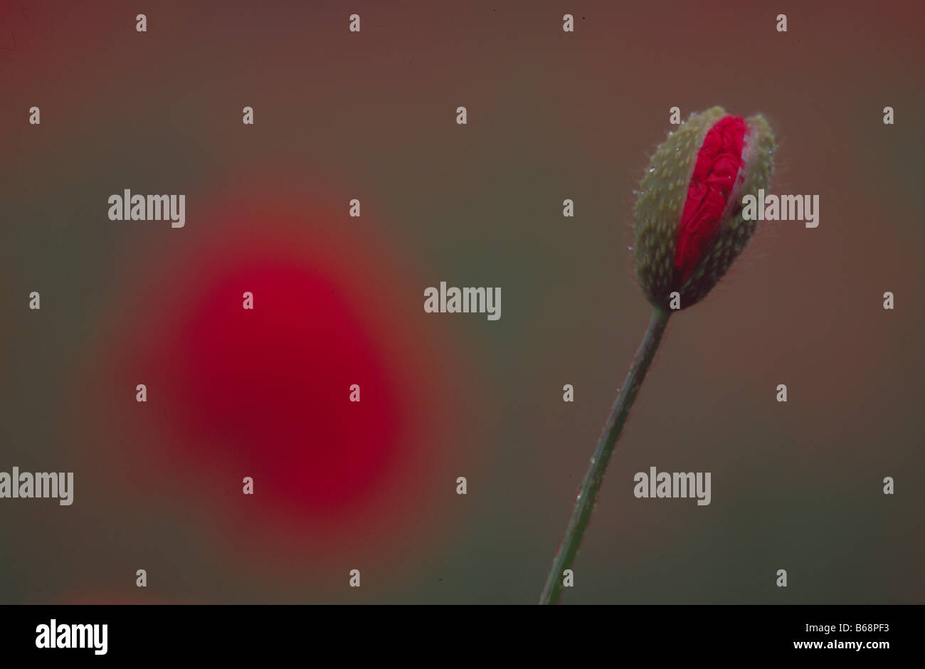 Blooming poppy portrait Stock Photo - Alamy