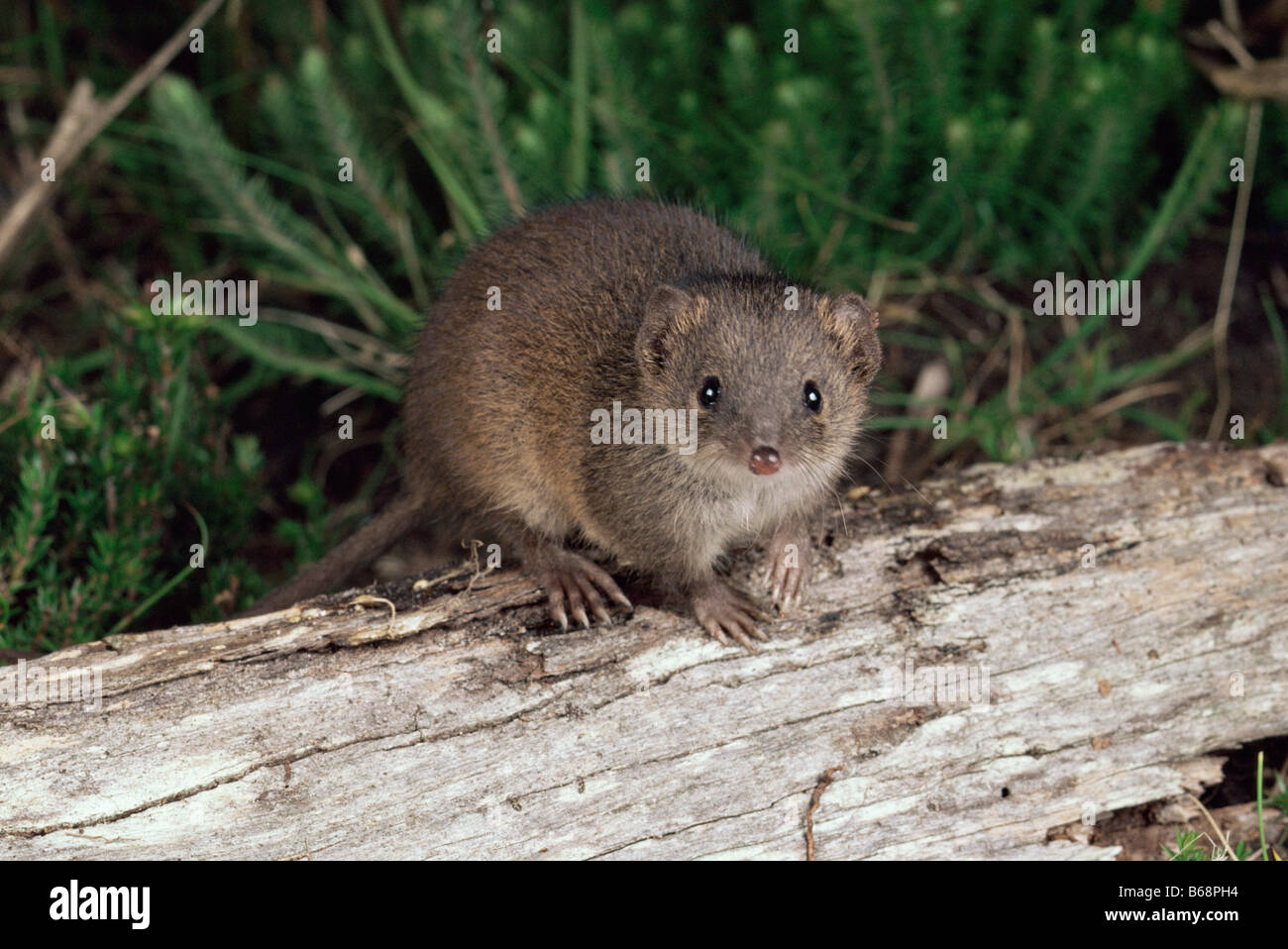 Swamp antechinus antechinus minimus photographed in tasmania australia ...