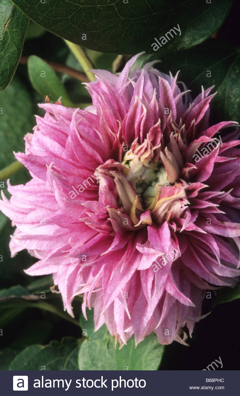 Clematis Josephine Stock Photos & Clematis Josephine Stock Images - Alamy