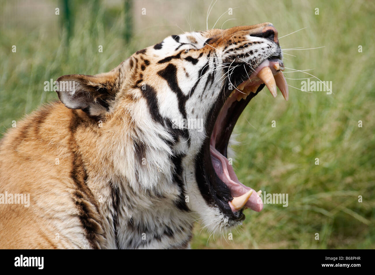 Roaring Tiger Side View