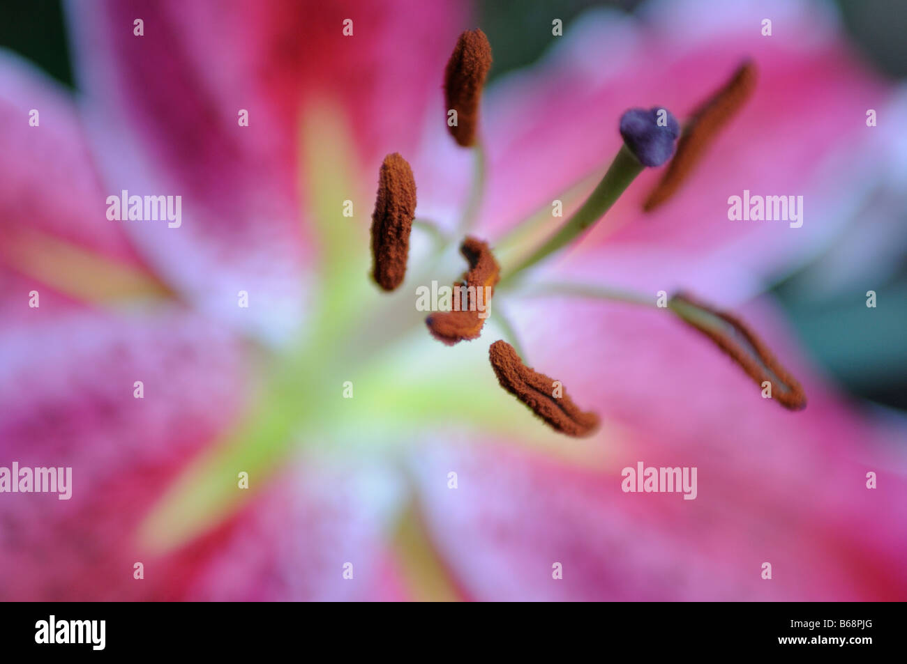 Pink Tiger Lily Stargazer Stock Photo - Alamy