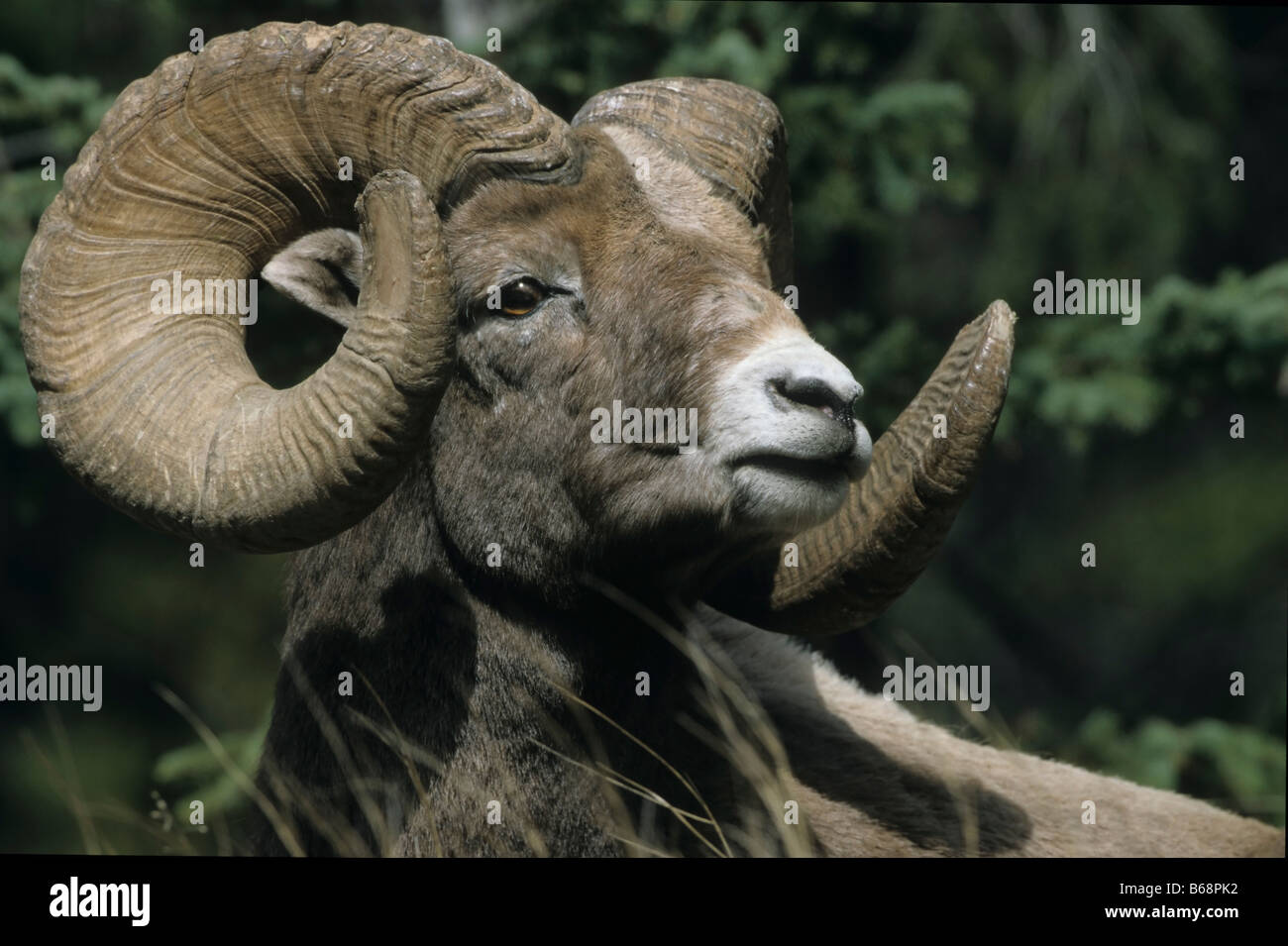 Dickhornschaf Ovis canadensis Bighorn Sheep Stock Photo - Alamy