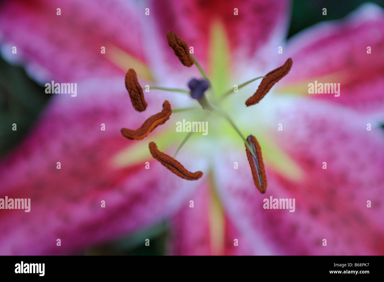 Pink Tiger Lily Stargazer Stock Photo - Alamy