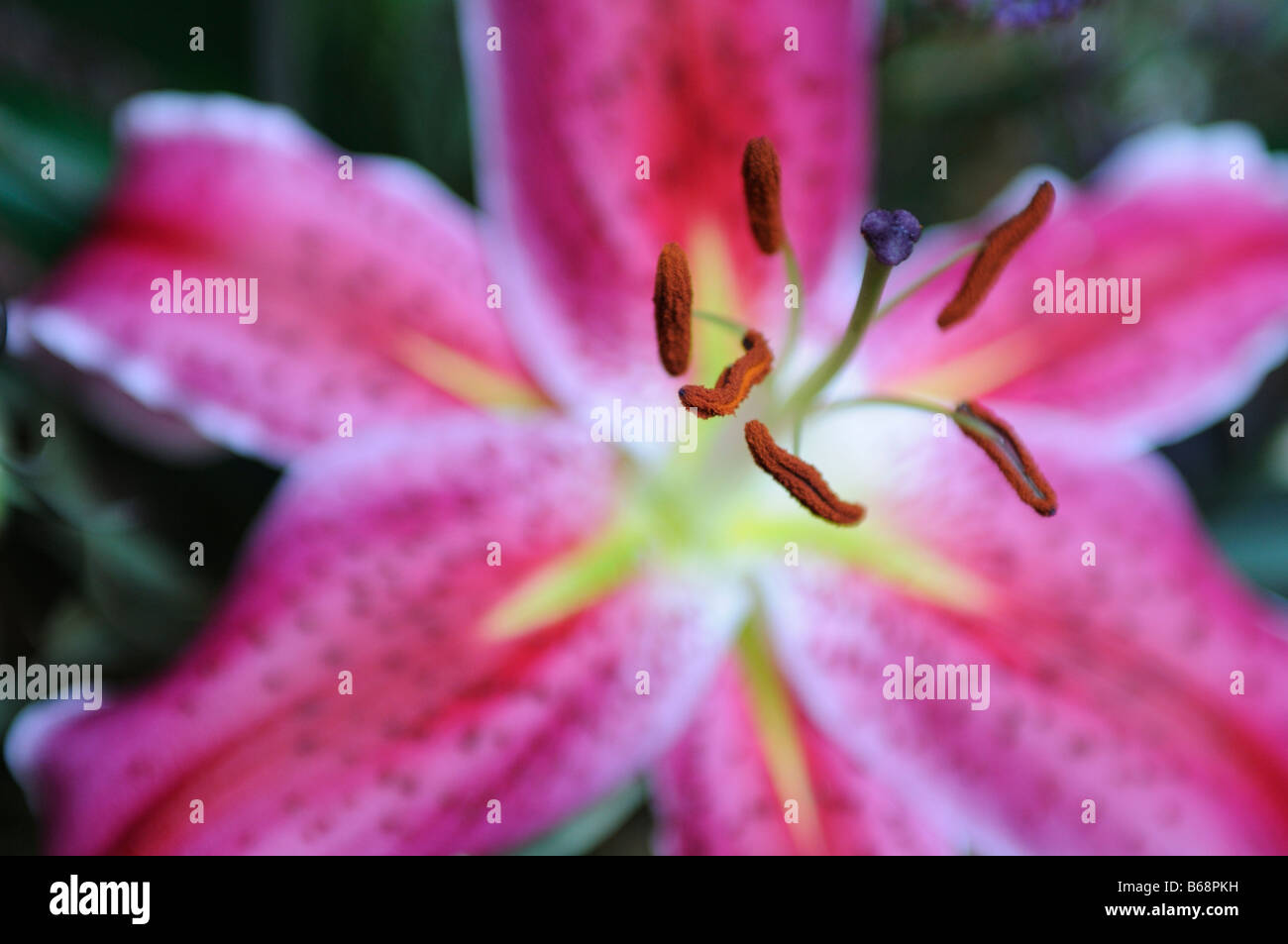 Pink Tiger Lily Stargazer Stock Photo - Alamy