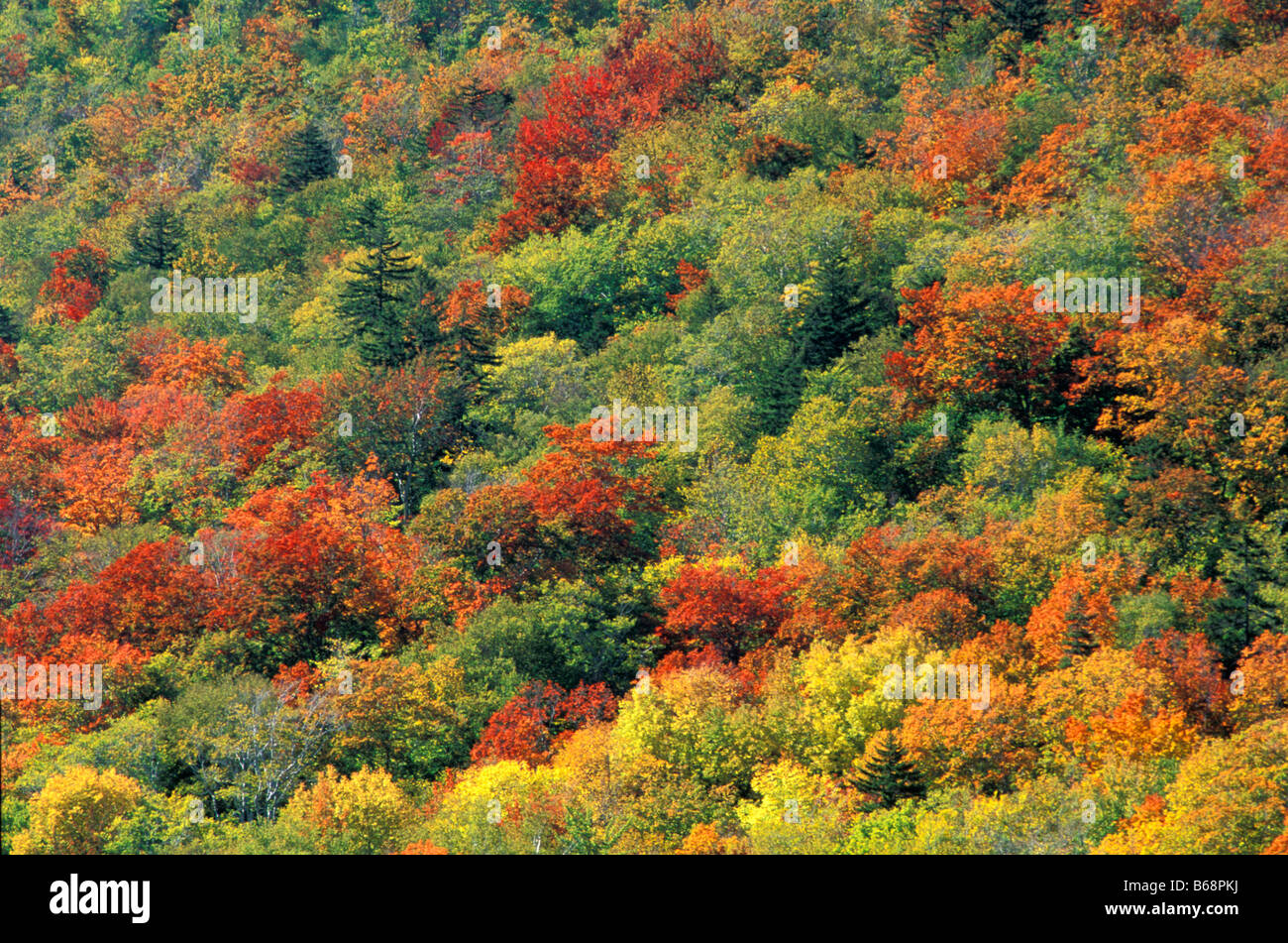 Forest of trees with fall foliage on the skirts of Mount Washington ...