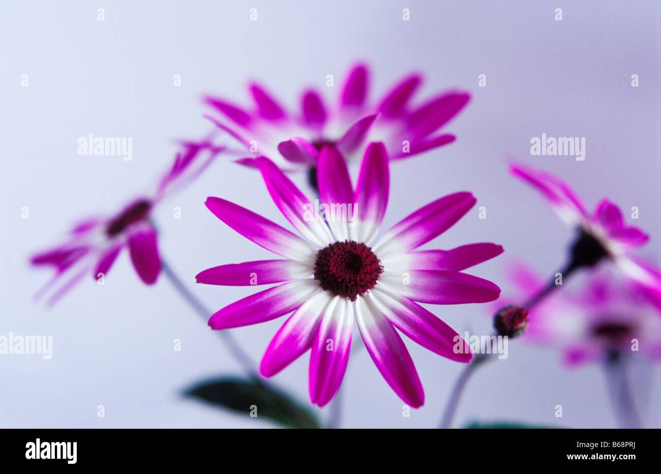 Pink pericallis hi-res stock photography and images - Alamy
