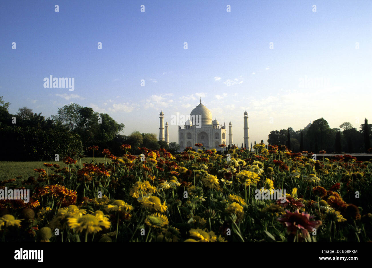 Taj mahal garden flower hi-res stock photography and images - Alamy