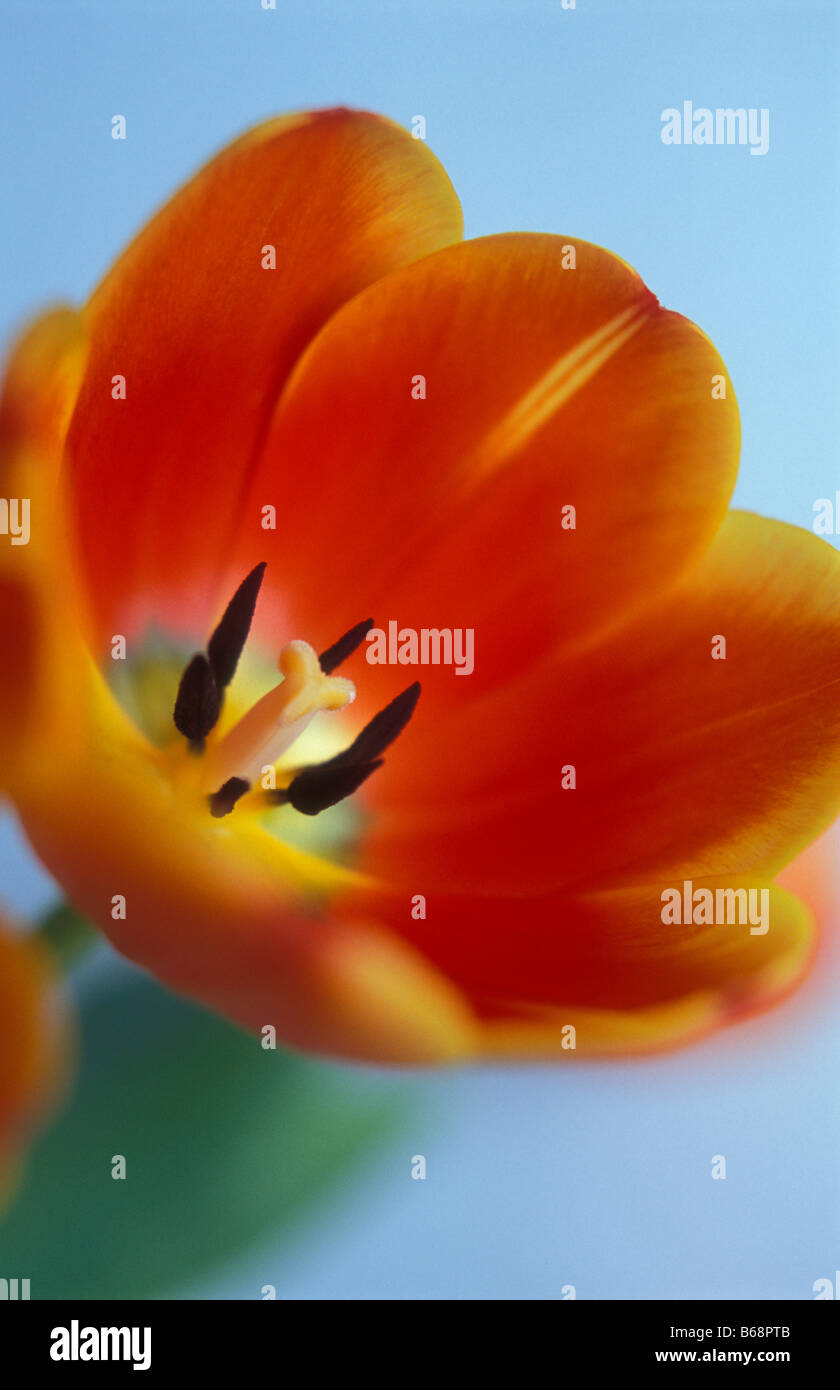 Beautiful orange red tulip hi-res stock photography and images - Alamy