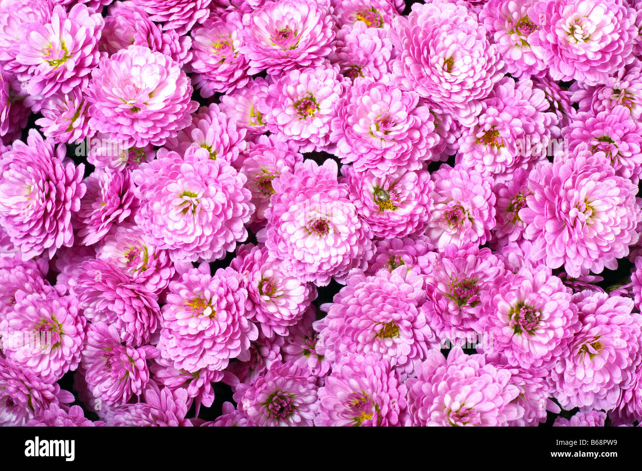 Beautiful magenta chrysanthemum flower autumn hi-res stock photography ...