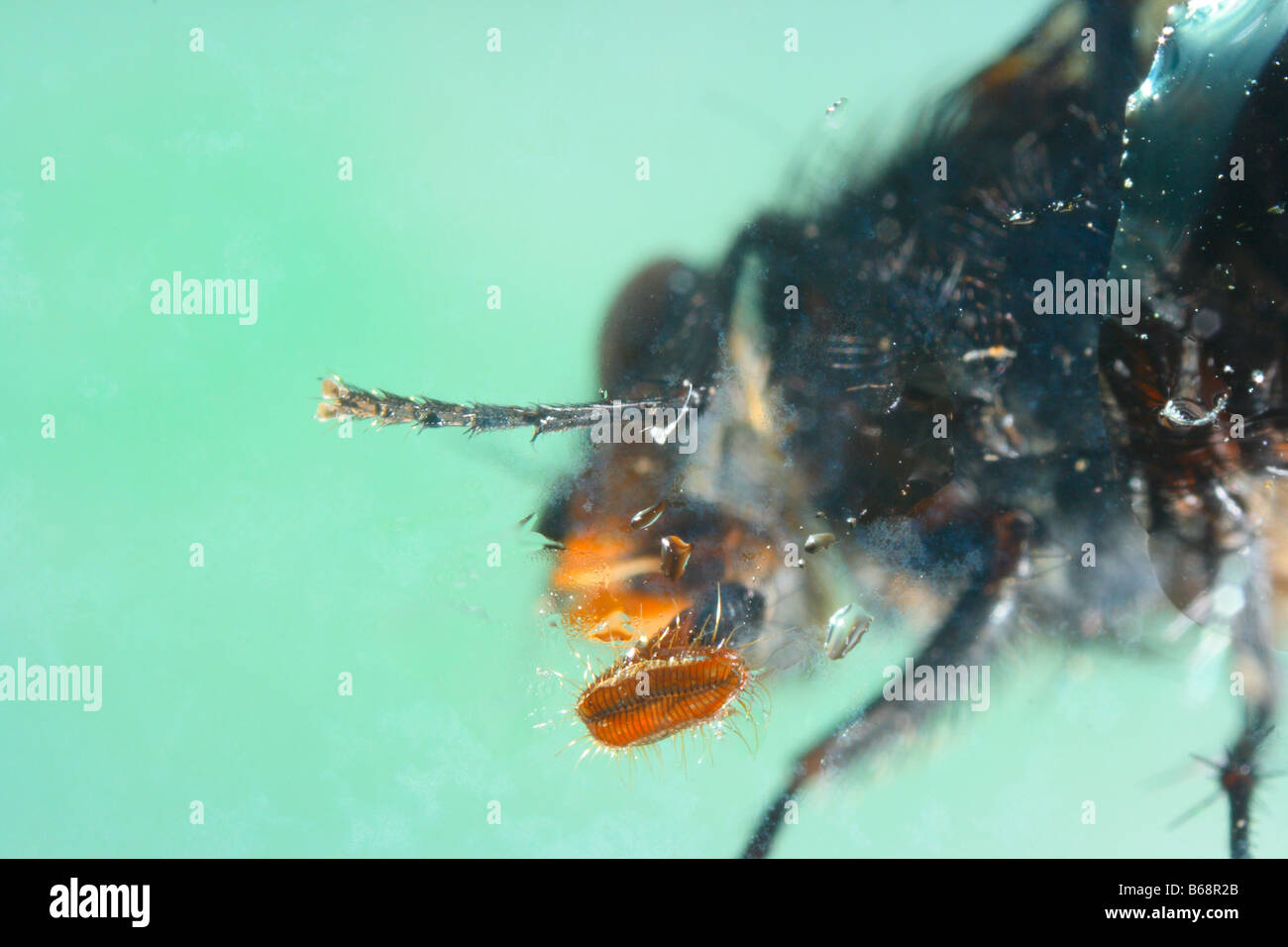 Calliphora erythrocephala hi-res stock photography and images - Alamy
