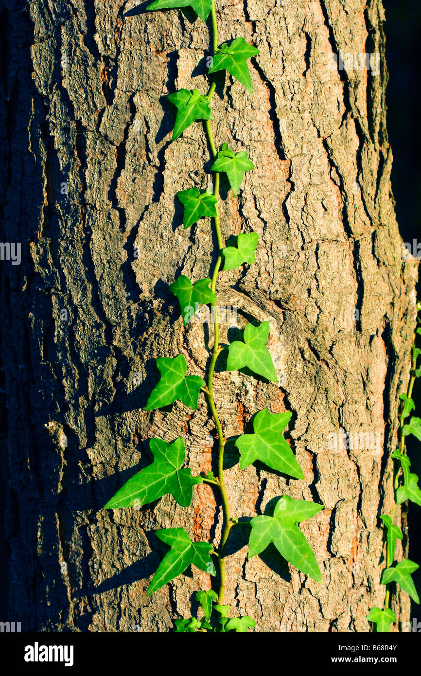 Hedera helix drilling pine tree trunk hi-res stock photography and ...