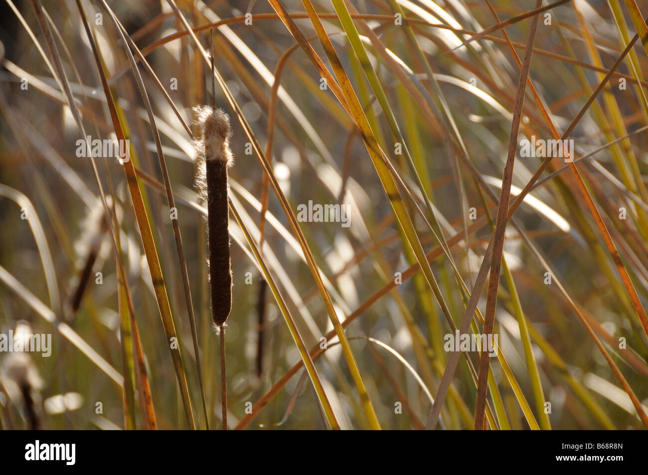 Cattails in the fall hi-res stock photography and images - Alamy