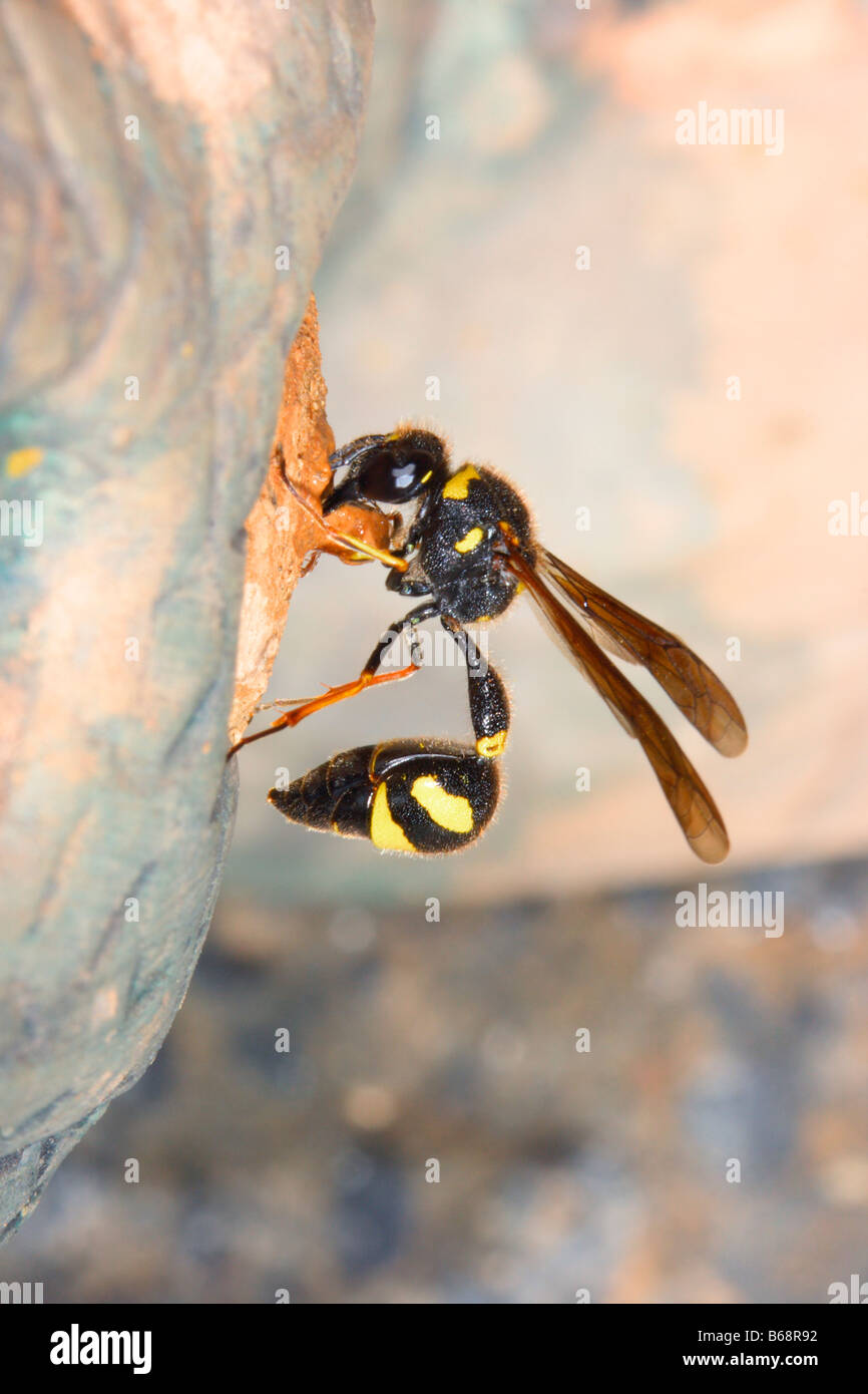 Potter wasp nest hi-res stock photography and images - Alamy