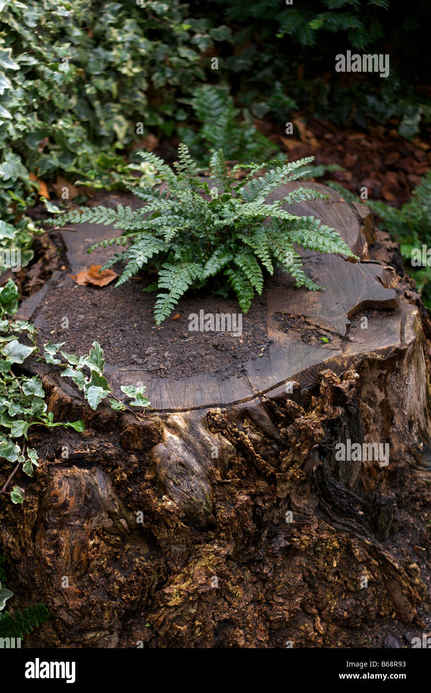 Tree stump regrowing hi-res stock photography and images - Alamy