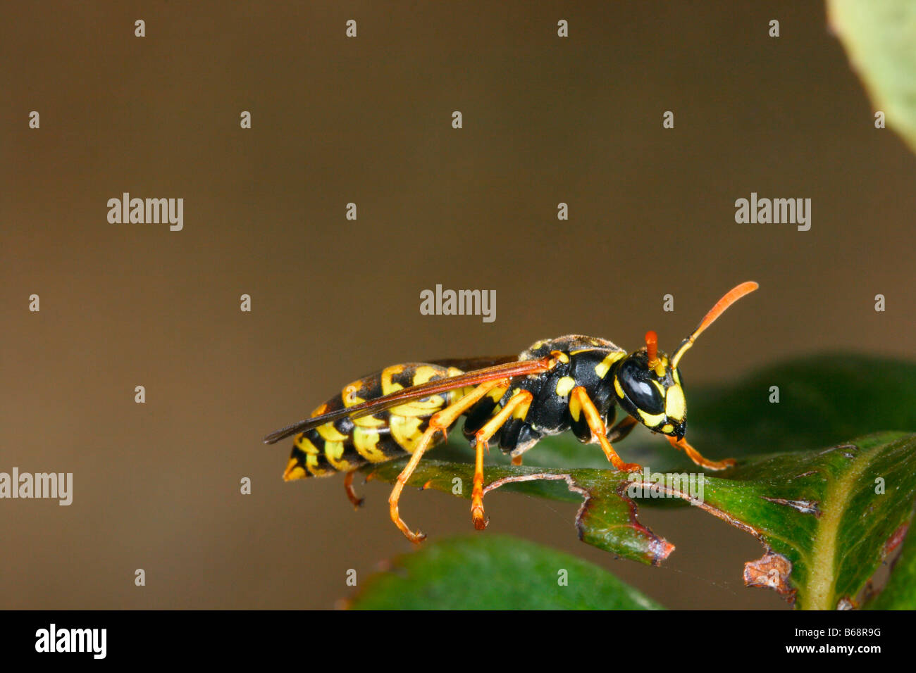 Polistes gallicus hi-res stock photography and images - Alamy