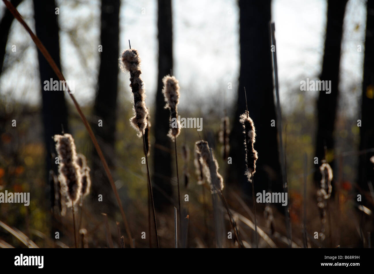 Wetland marsh in autumn hi-res stock photography and images - Alamy