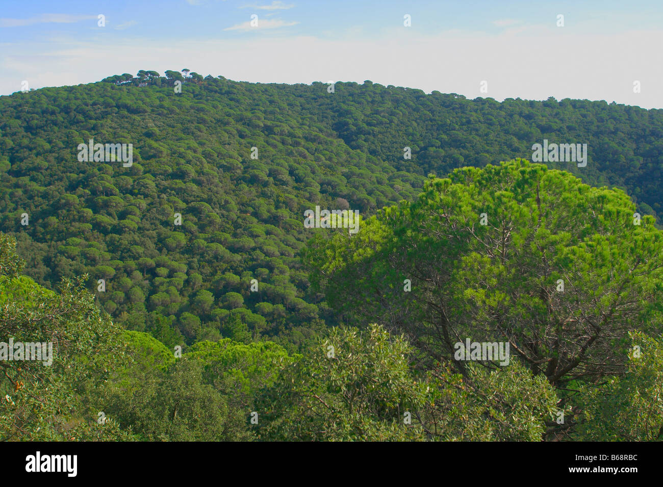 Mediterranean forests hi-res stock photography and images - Alamy