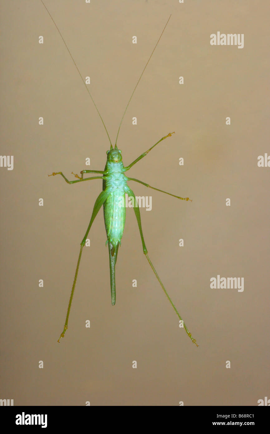 Bush-cricket, Phaneroptera falcata. Underside view Stock Photo - Alamy