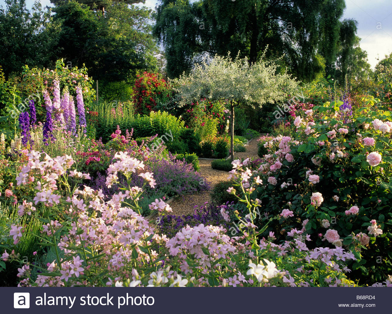 Pyrus Salicifolia Stock Photos & Pyrus Salicifolia Stock Images - Alamy