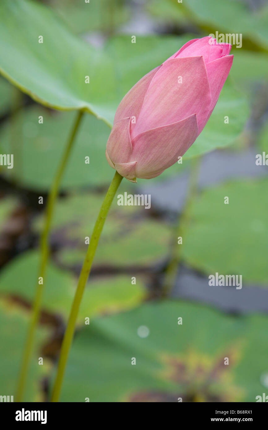 Lotus flower in a pool Stock Photo - Alamy