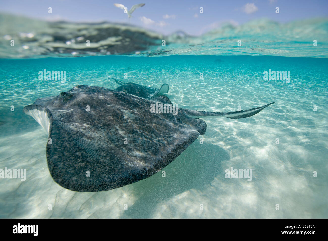Cayman Islands Grand Cayman Island Underwater view of Southern Stingray ...