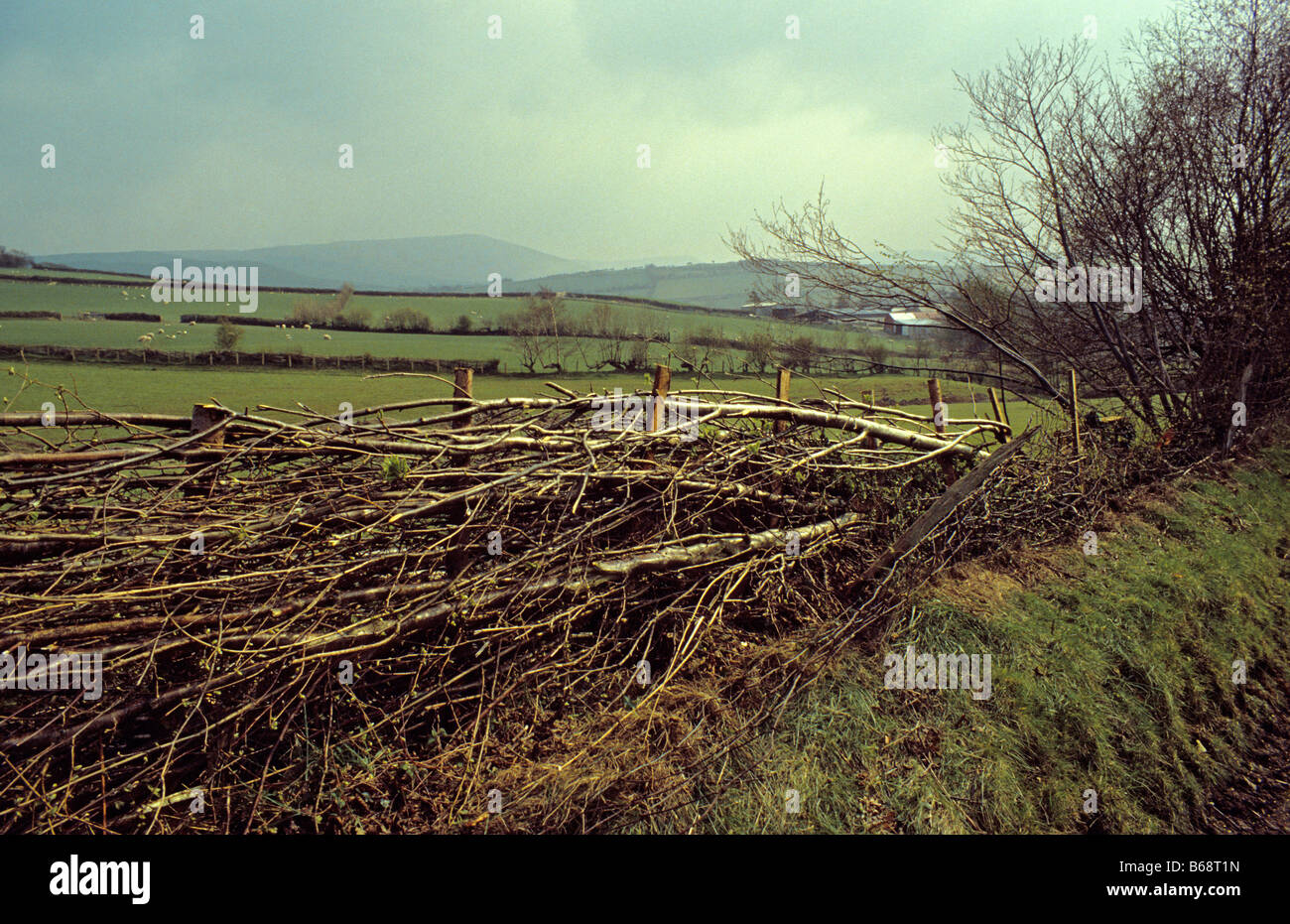 Layered hedging hi-res stock photography and images - Alamy
