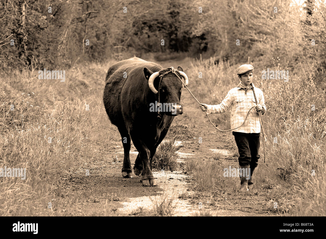 Milking cow normandy france hi-res stock photography and images - Alamy