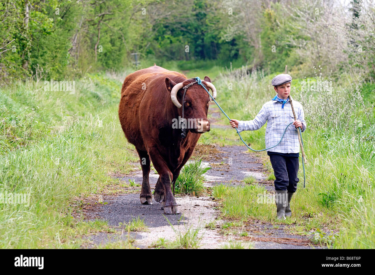 Milking cow normandy france hi-res stock photography and images - Alamy