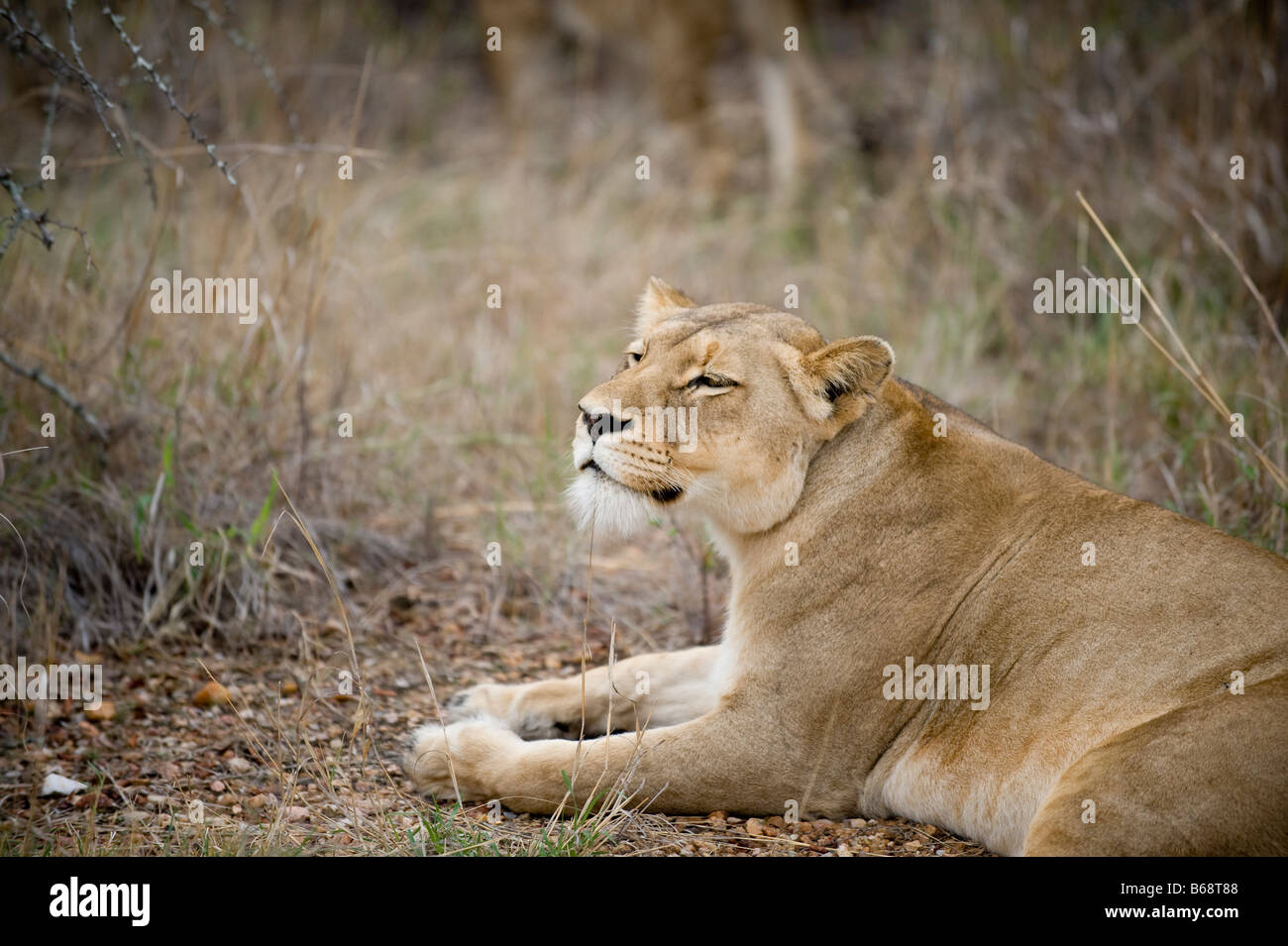 lioness sniffing smelling the air for scent of prey Stock Photo - Alamy