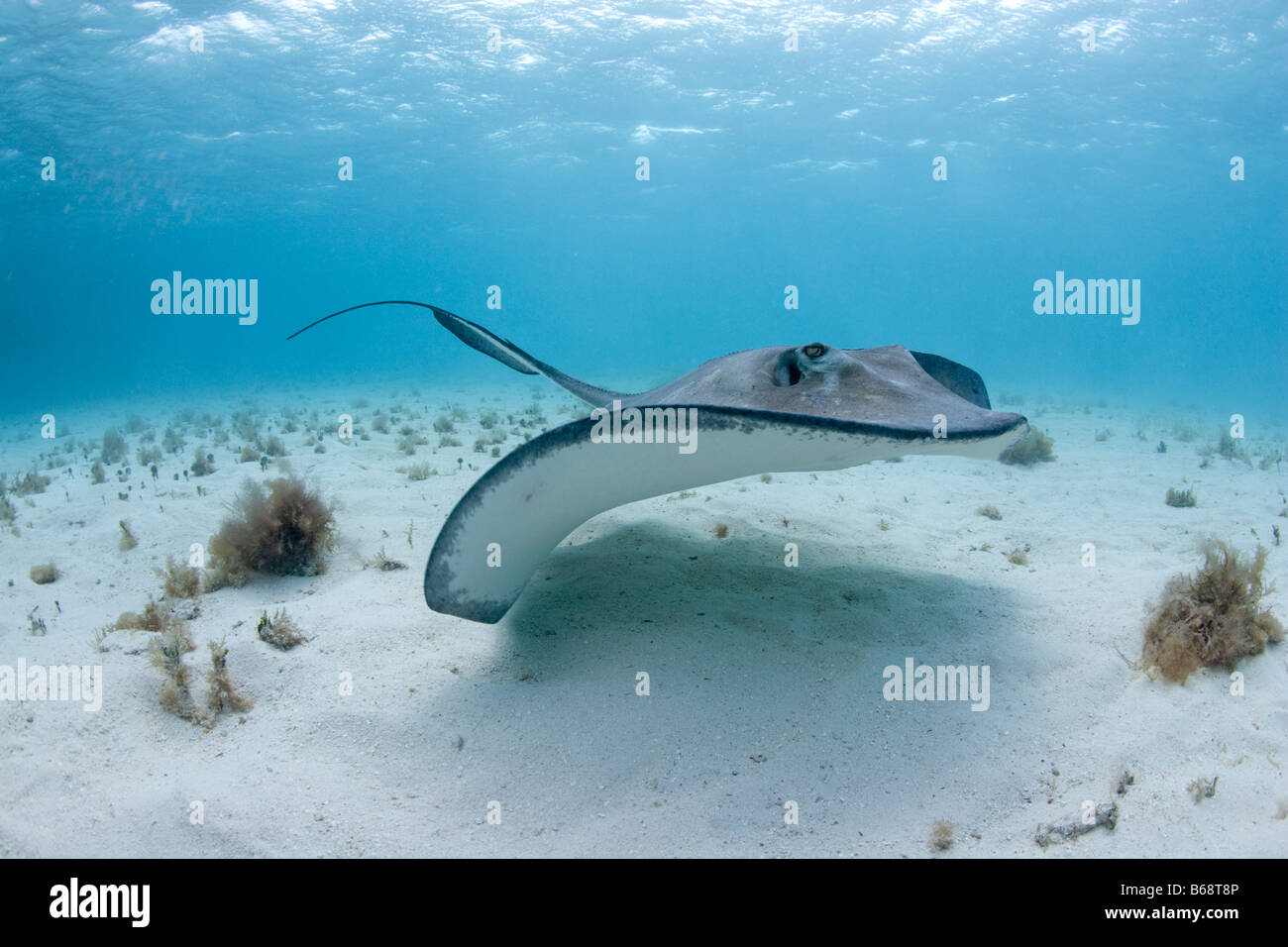 Cayman Islands Grand Cayman Island Underwater view of Southern Stingray ...